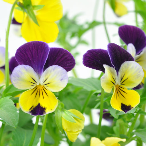 三色堇 Viola – Think Action