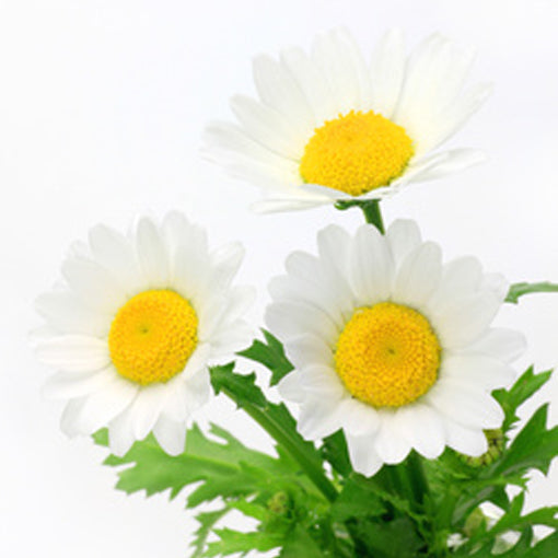 法國菊 Chrysanthemum – Think Action