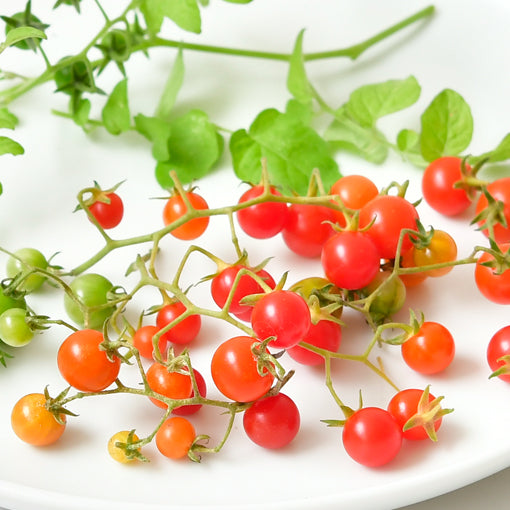 微型番茄 Micro tomato – Think Action